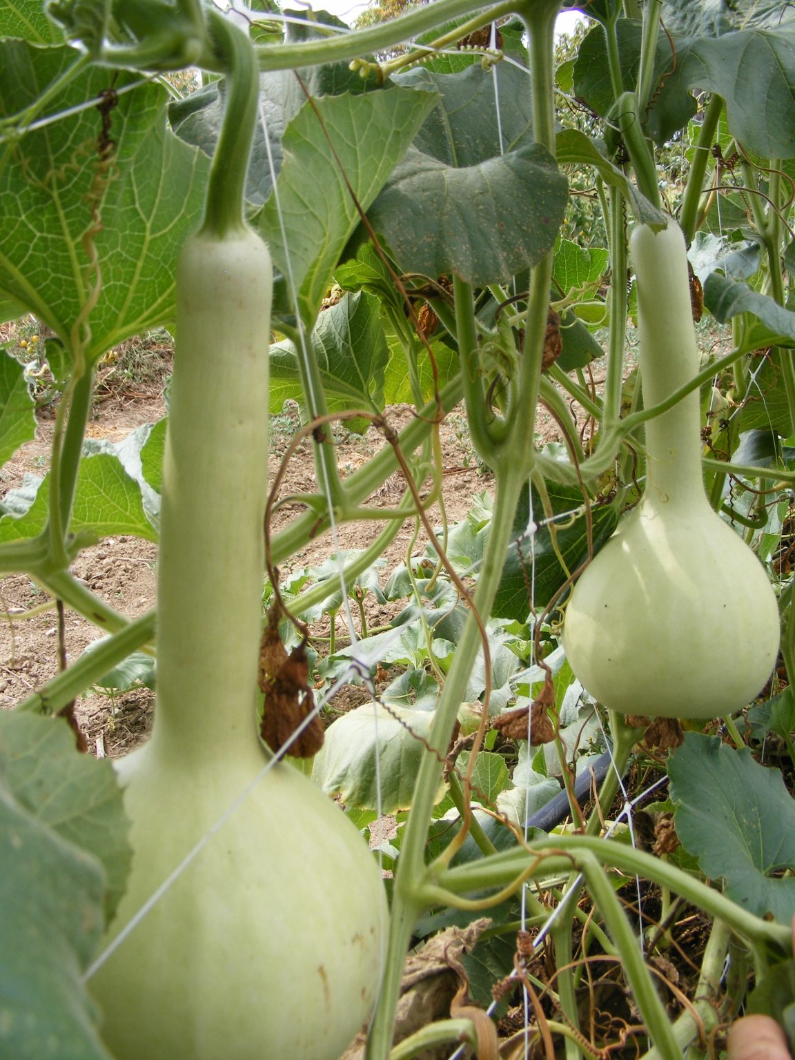 Kalebasse ‘Bianca‘- Lagenaria siceraria – Samenbau Nordost Kooperative