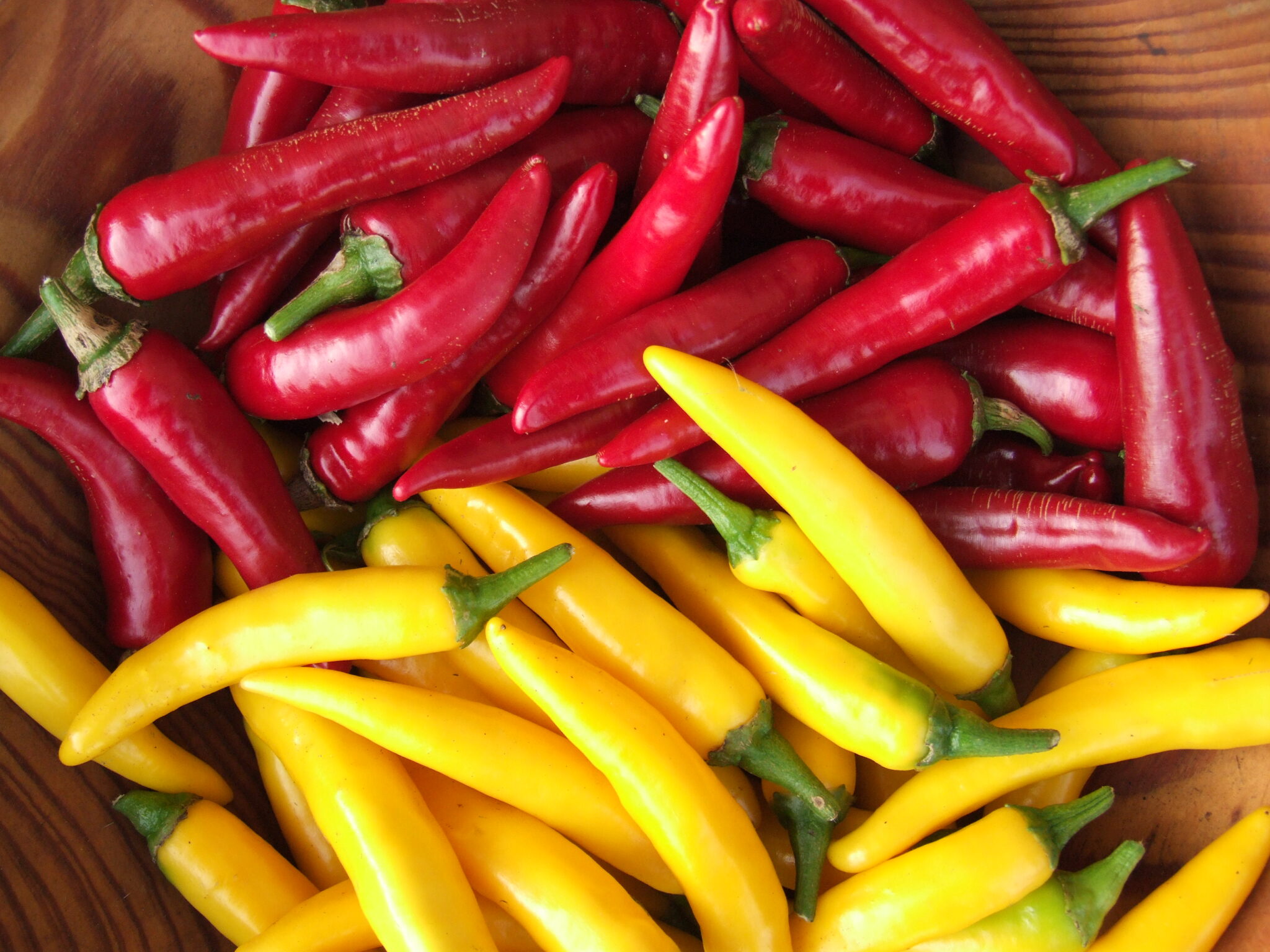 Peperoni – Mix– Capsicum annuum – Samenbau Nordost Kooperative