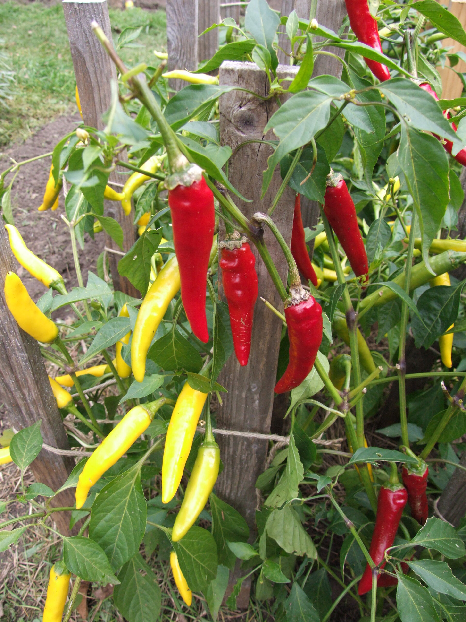 Peperoni – Mix– Capsicum annuum – Samenbau Nordost Kooperative